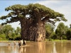 바오밥나무baobab Tree의 전설 거꾸로 자란 나무 네이버 블로그